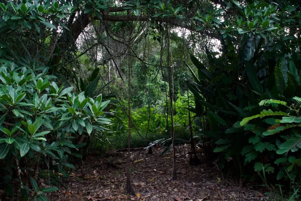 The Ultimate Travel Guide to the Amazon Rainforest in Peru (2025 ...